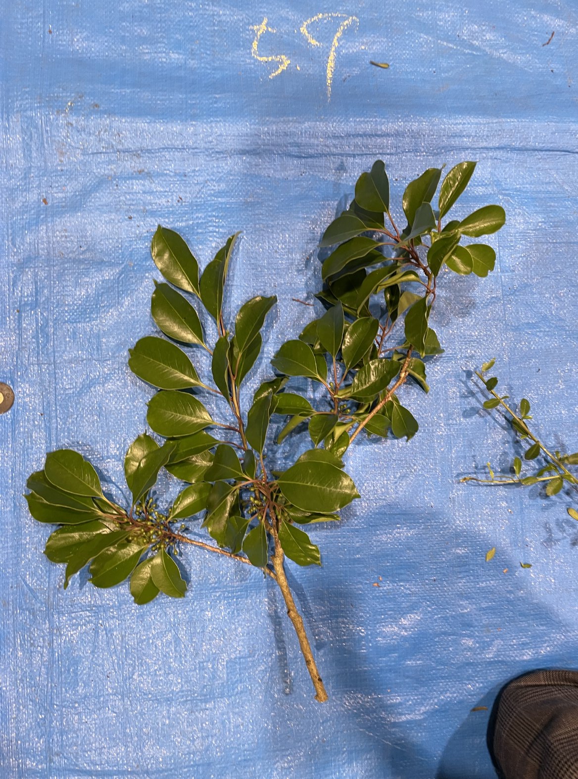 造園技能検定 練習問題 2022 059 | Plant Guide