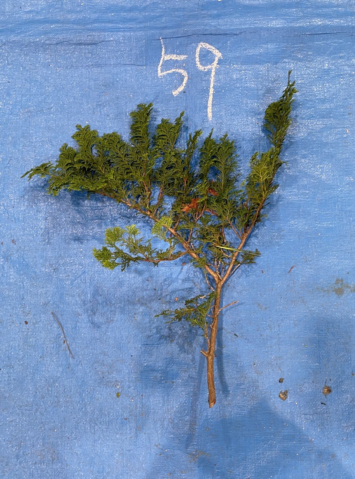 造園技能検定 練習問題 2021 059 | Plant Guide