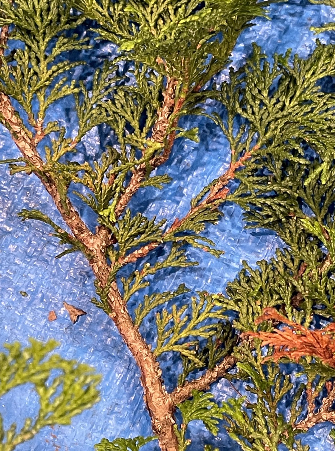 造園技能検定 練習問題 2021 059 | Plant Guide