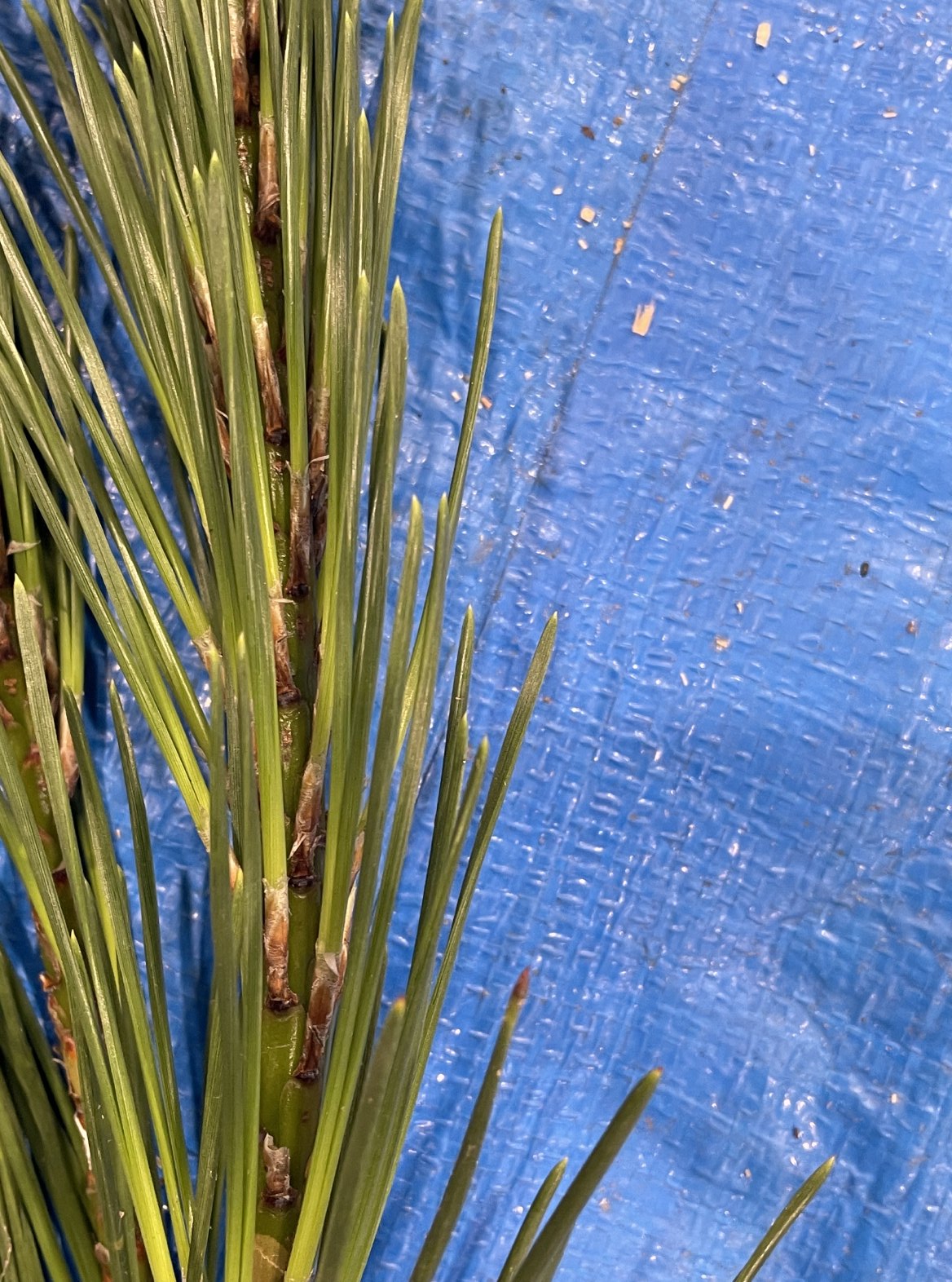 造園技能検定 練習問題 2021 058 | Plant Guide