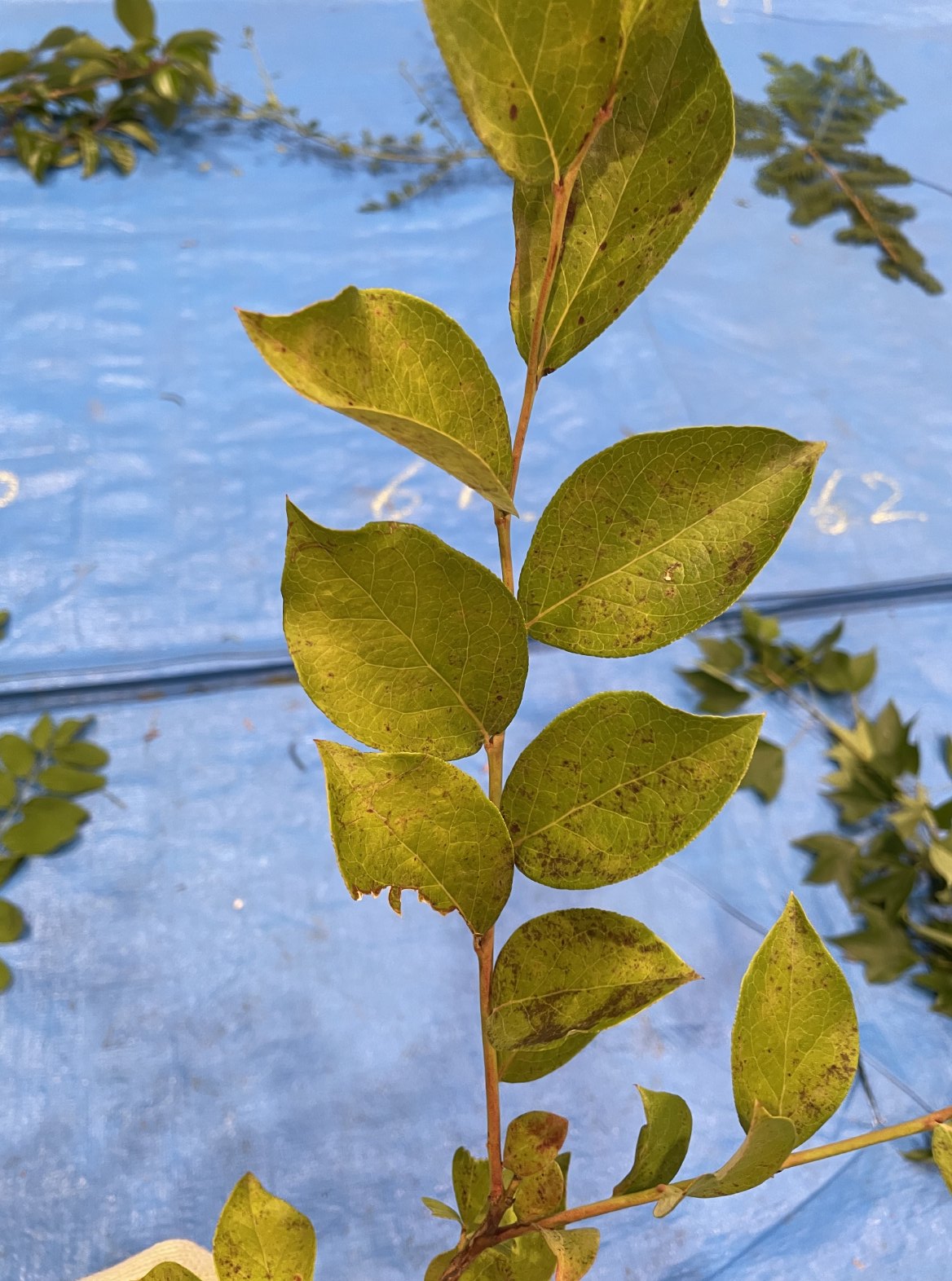 造園技能検定 練習問題 2022 061 | Plant Guide