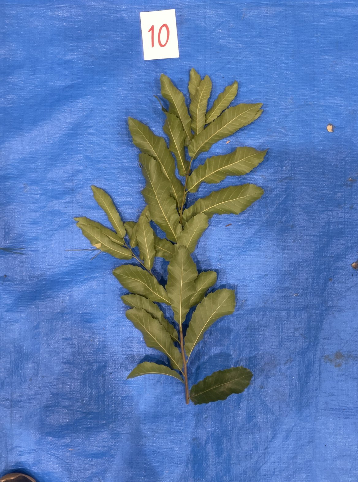 クヌギ – Quercus acutissima | Plant Guide